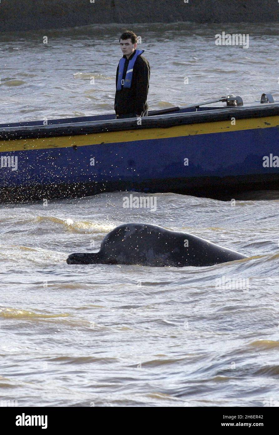 The 18ft (5m) northern bottle nose whale standed in the River Thames in ...