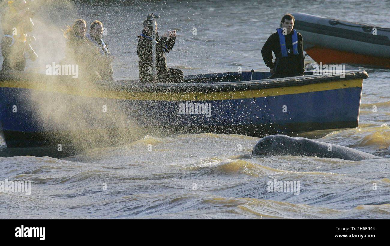The 18ft (5m) northern bottle nose whale standed in the River Thames in ...