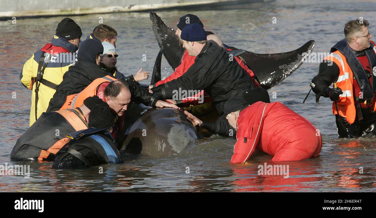 The 18ft (5m) northern bottle nose whale standed in the River Thames in ...