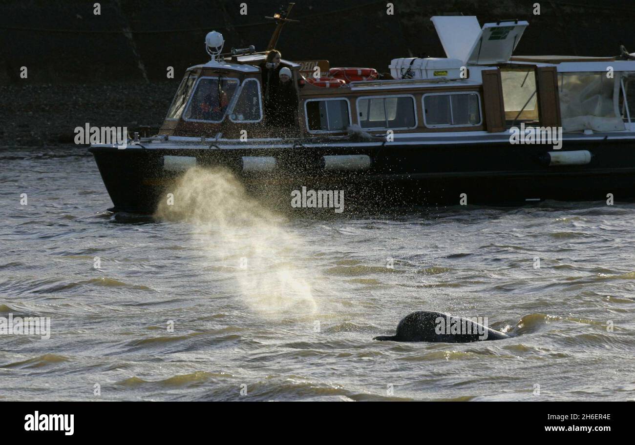 The 18ft (5m) northern bottle nose whale standed in the River Thames in ...