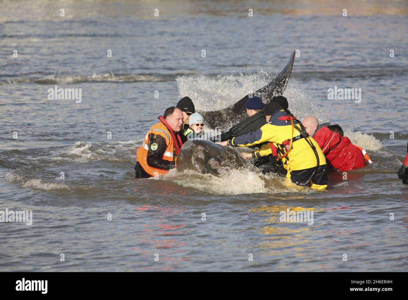 The 18ft (5m) northern bottle nose whale standed in the River Thames in ...