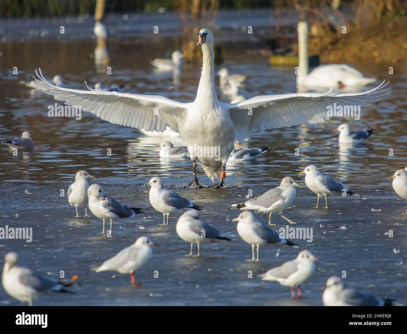 Geese and Swans pictured on the ice at a pond in Forest Gate, London ...