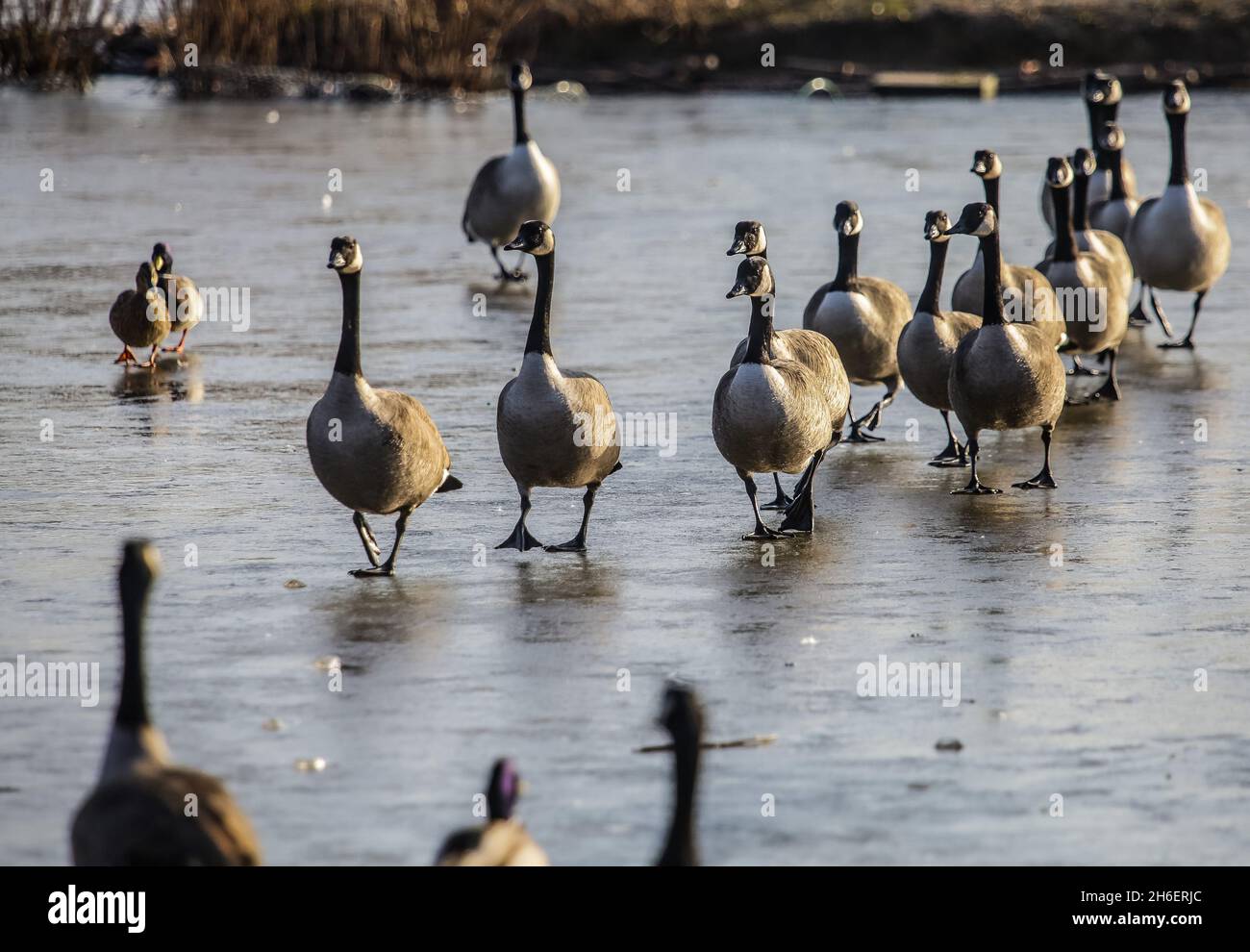 Geese and Swans pictured on the ice at a pond in Forest Gate, London ...