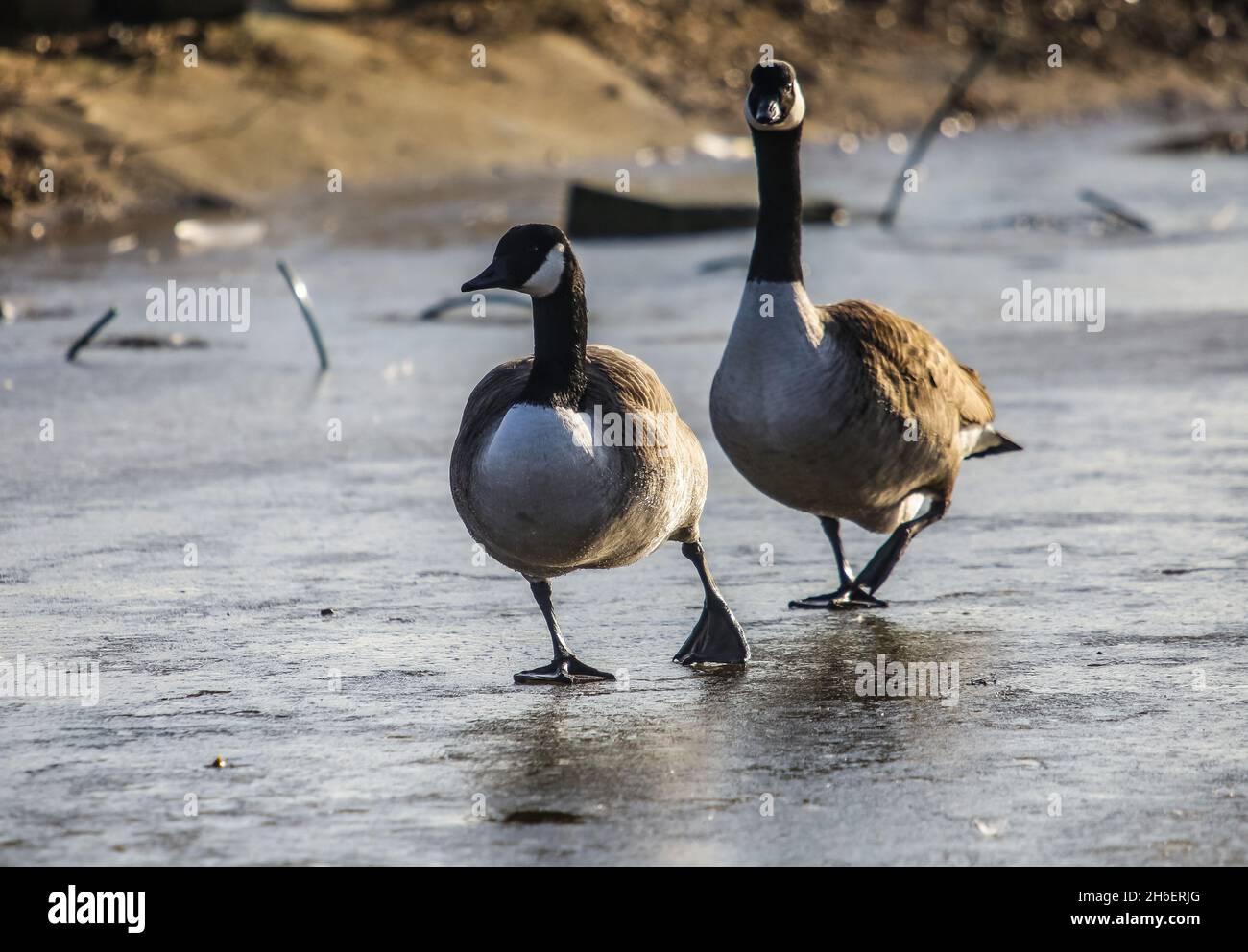 Geese and Swans pictured on the ice at a pond in Forest Gate, London ...