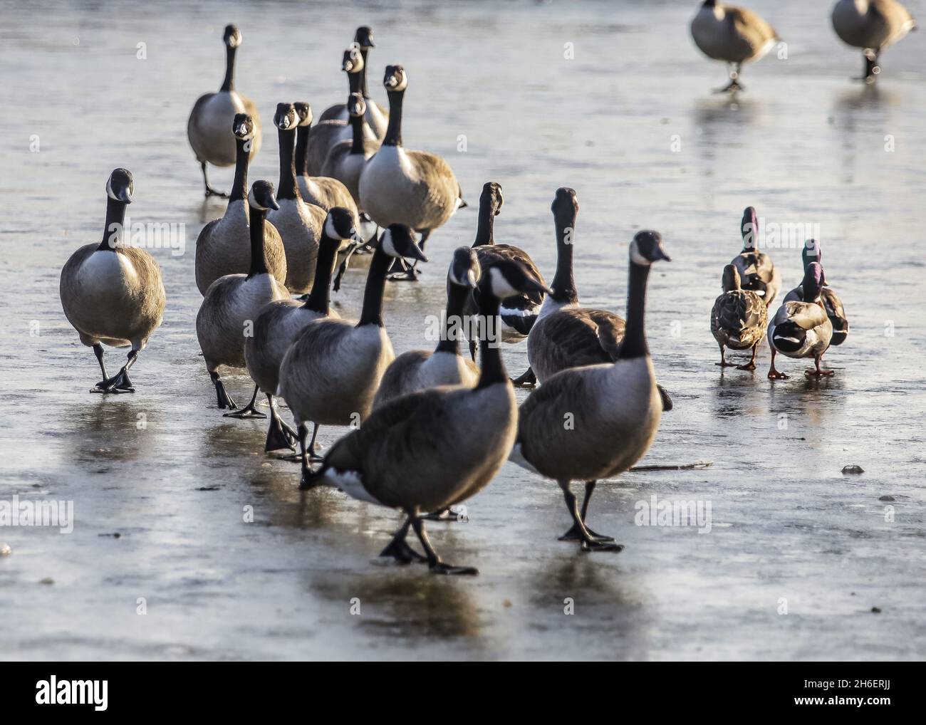 Geese and Swans pictured on the ice at a pond in Forest Gate, London ...