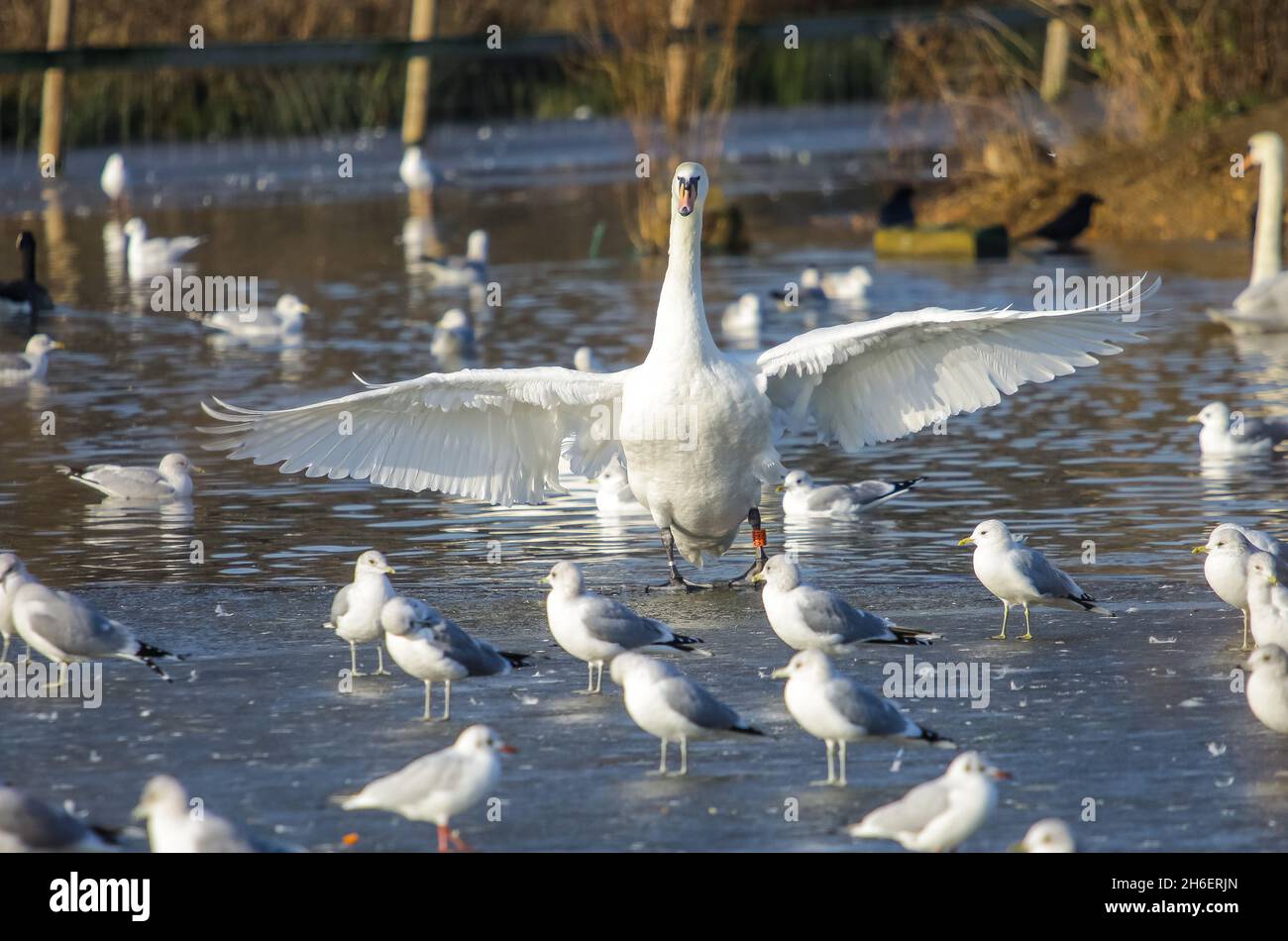 Geese and Swans pictured on the ice at a pond in Forest Gate, London ...
