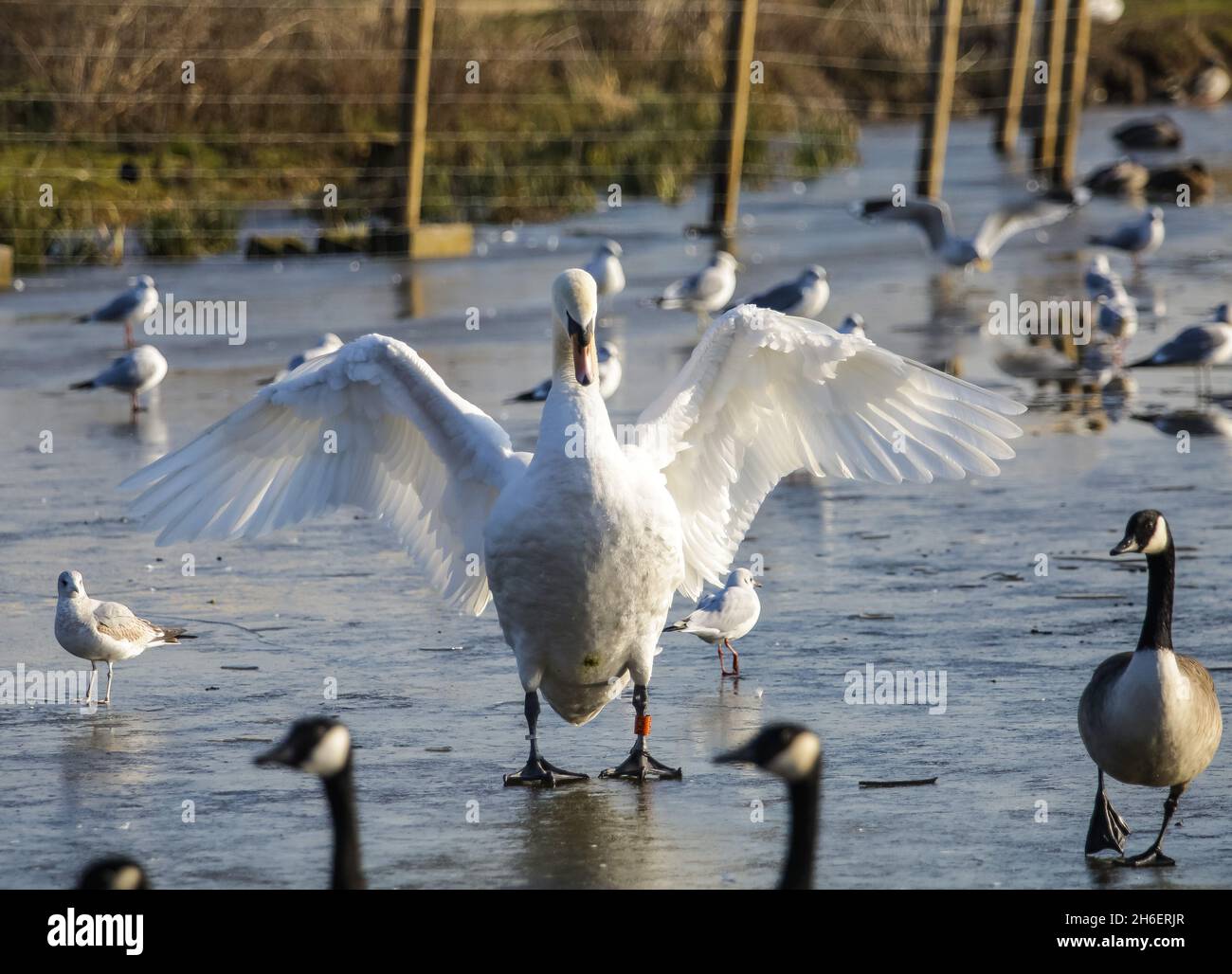 Geese and Swans pictured on the ice at a pond in Forest Gate, London ...