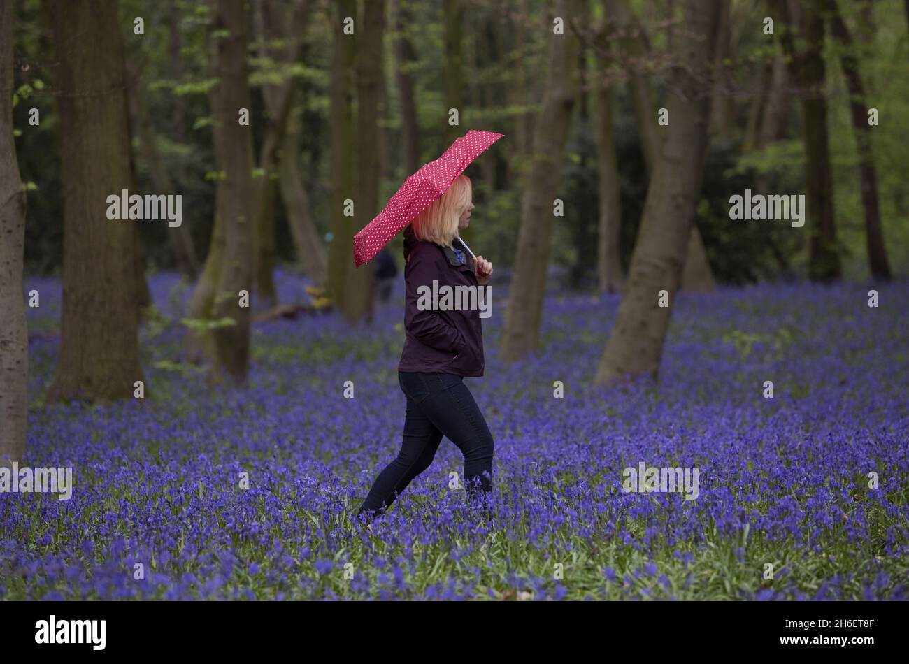 A view of bluebells over easter weekend in London Stock Photo - Alamy