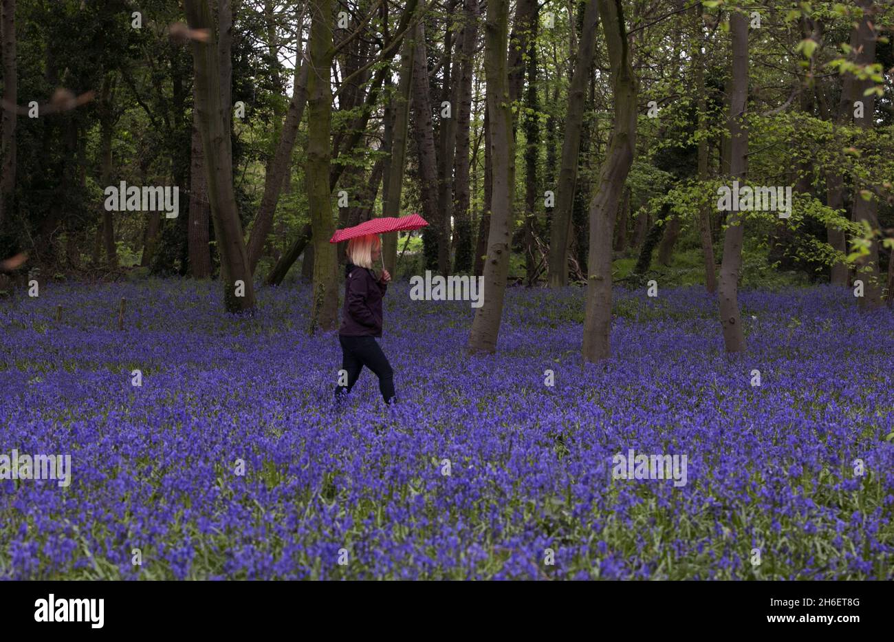 A view of bluebells over easter weekend in London Stock Photo - Alamy