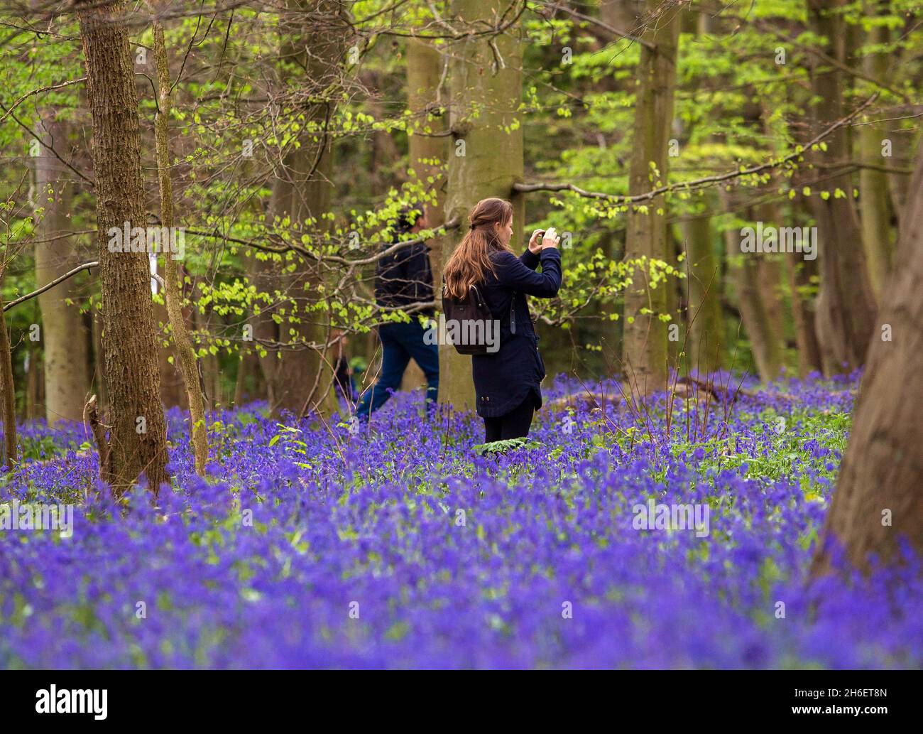 A view of bluebells over easter weekend in London Stock Photo - Alamy