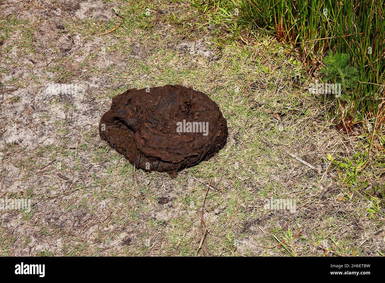 bison dung, buffalo feces, poop, large circle, nature, wildlife, animal ...