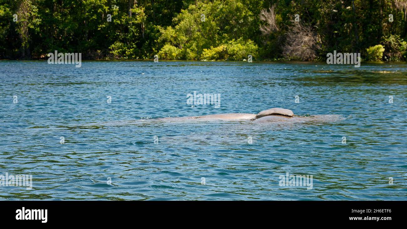 2 West Indian manatees, mating, at surface of water, large aquatic animal; marine mammal ...