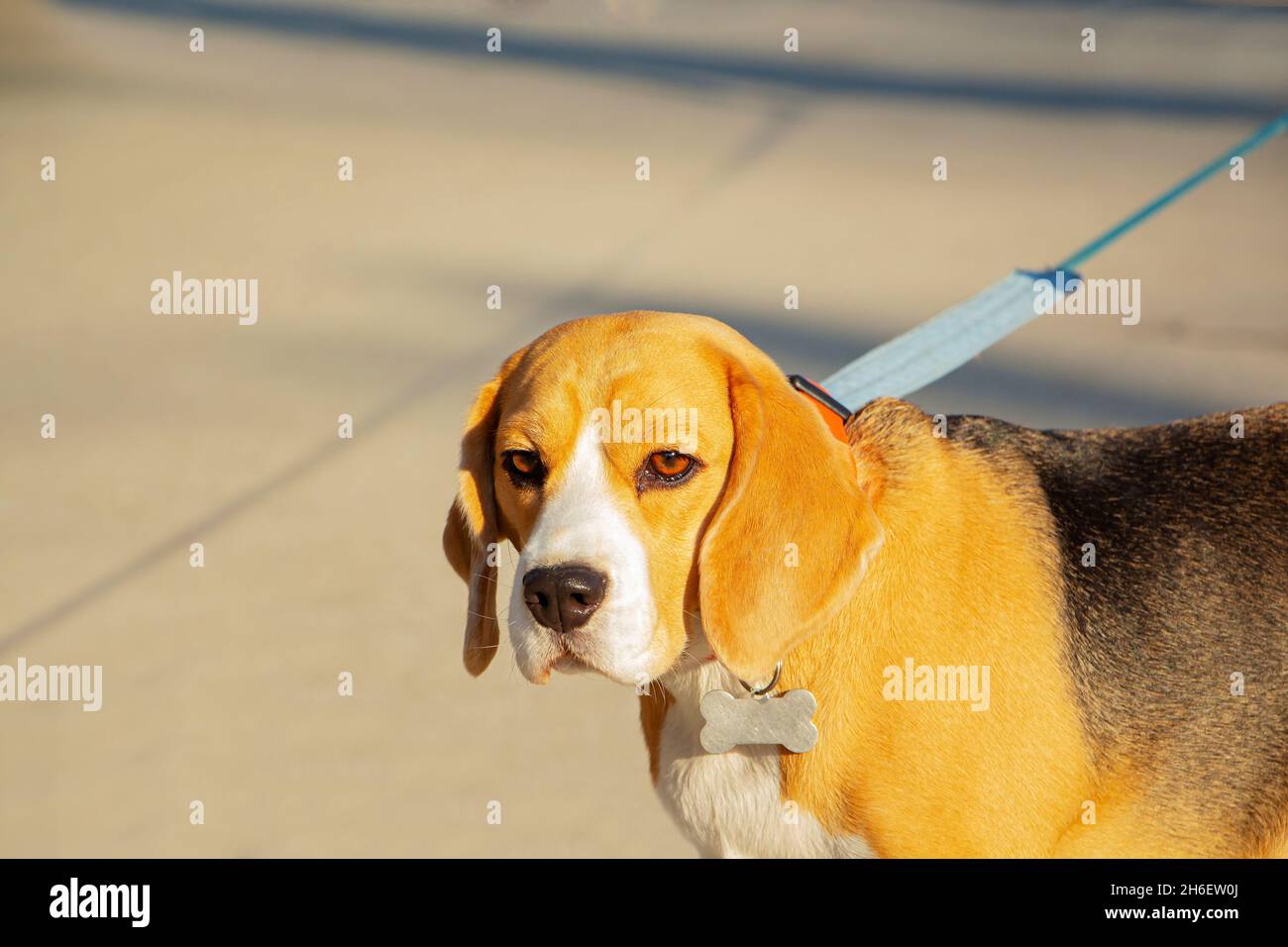 Short haired small brown dog hi-res stock photography and images - Alamy