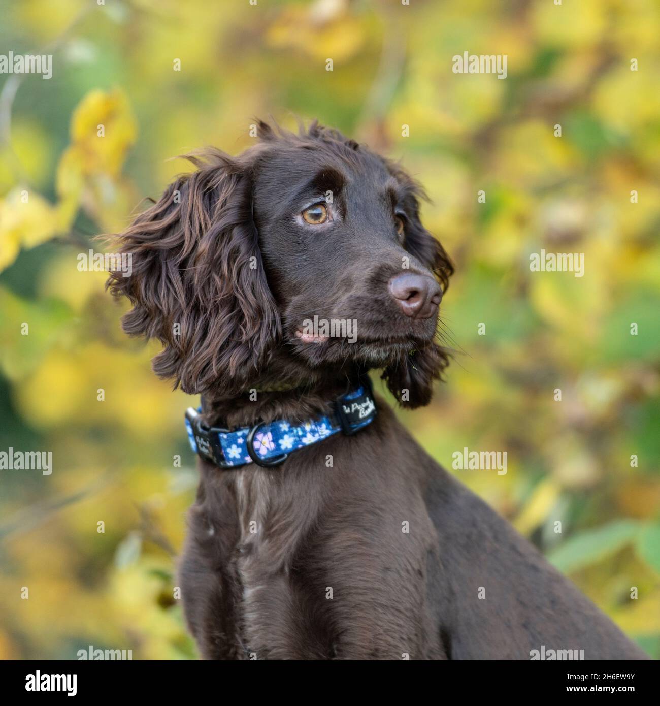 working cocker spaniel Stock Photo - Alamy