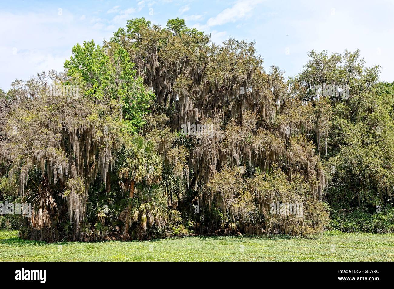 Spanish moss hanging on trees; Tillandsia usneoides; bromeliad ...