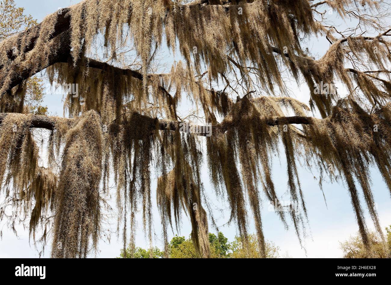 Spanish moss hanging on tree; Tillandsia usneoides; bromeliad; epiphyte ...