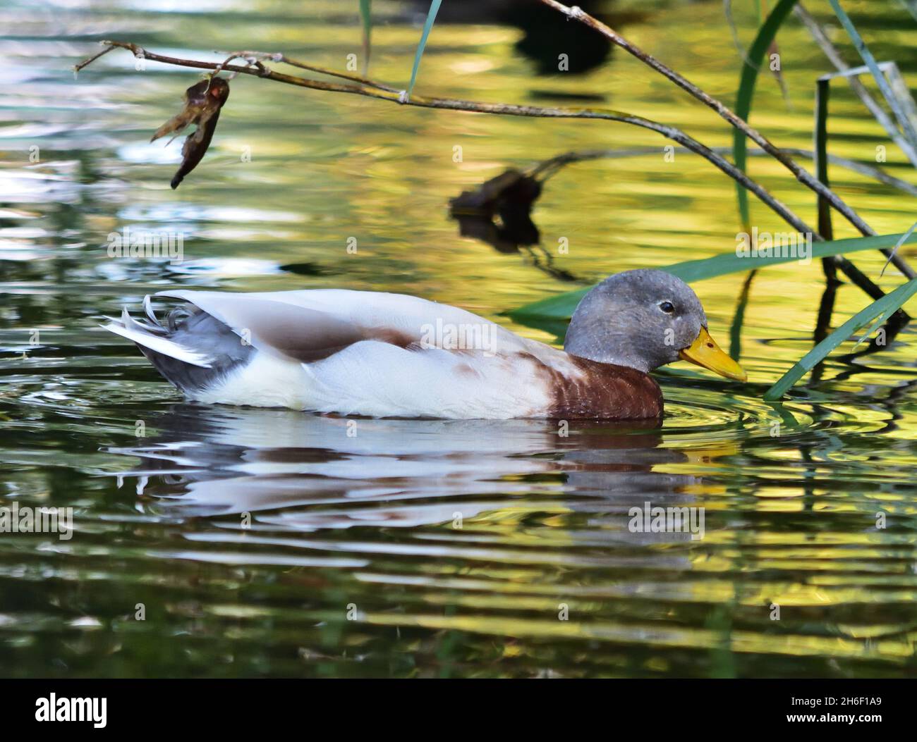 Albino mallard duck hi-res stock photography and images - Alamy