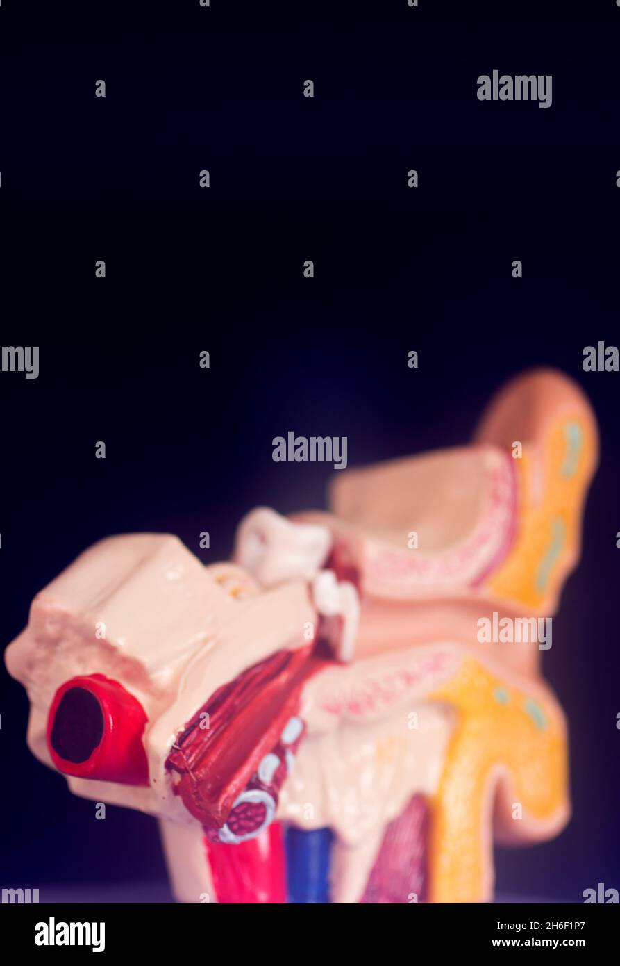 Hearing ear medical teaching model Stock Photo - Alamy