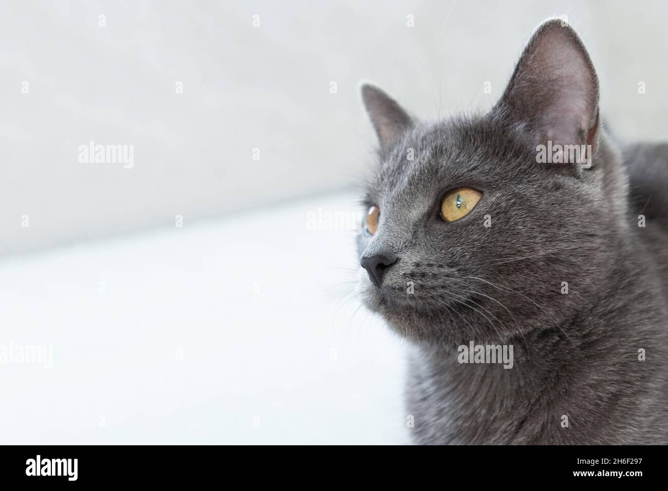 The gray cat with yellow eyes lies on a gray background. World Cat Day ...