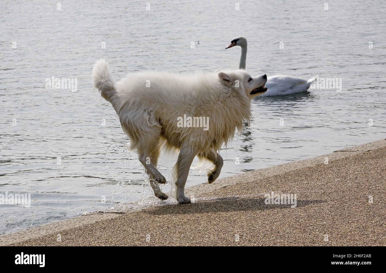 A dog enjoying a dip in the Serpentine in Hyde Park on April 14, 2007 ...
