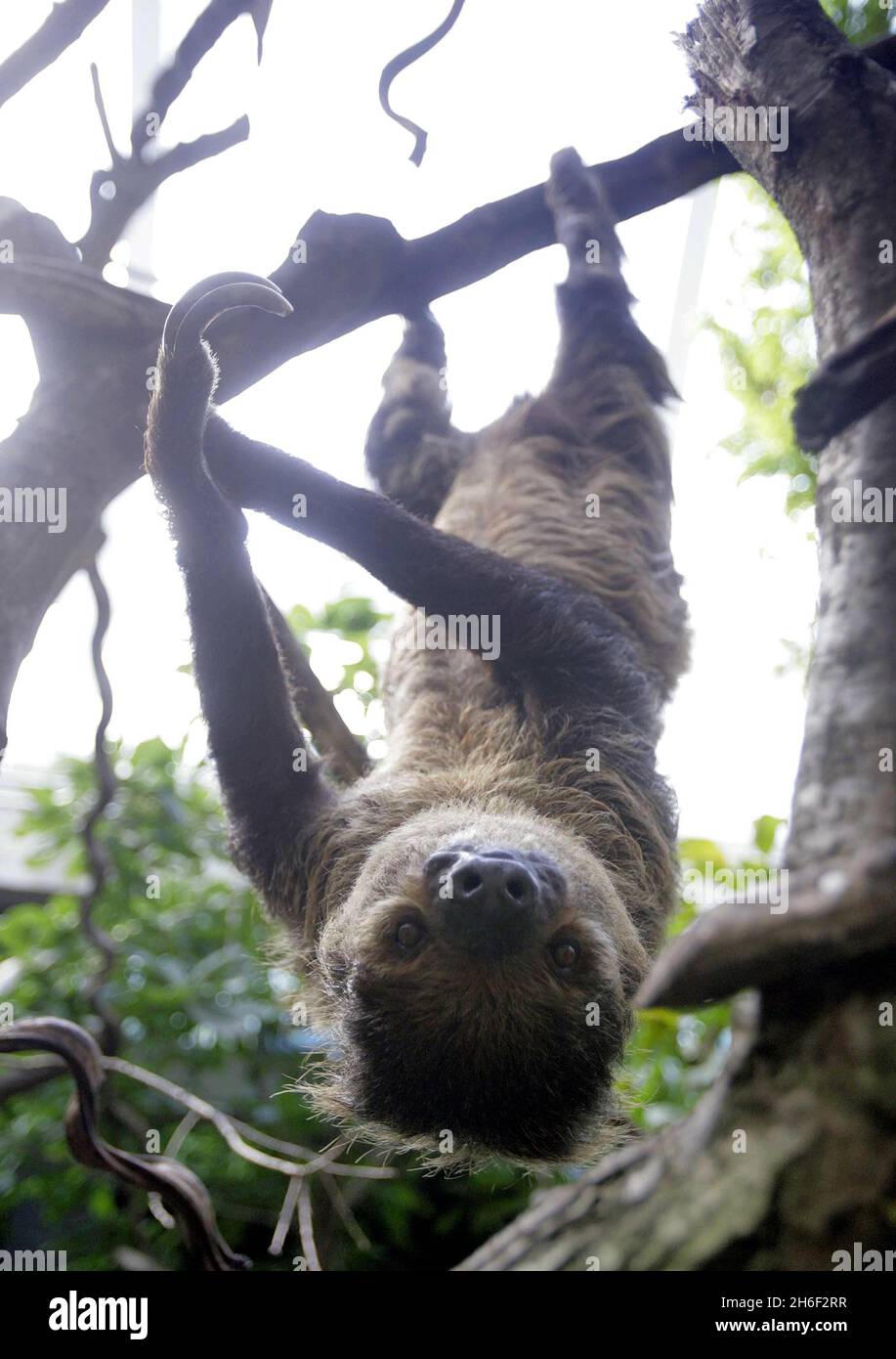 London Zoo has opened the Clore Rainforest Outlook. The Â£2.1m ...