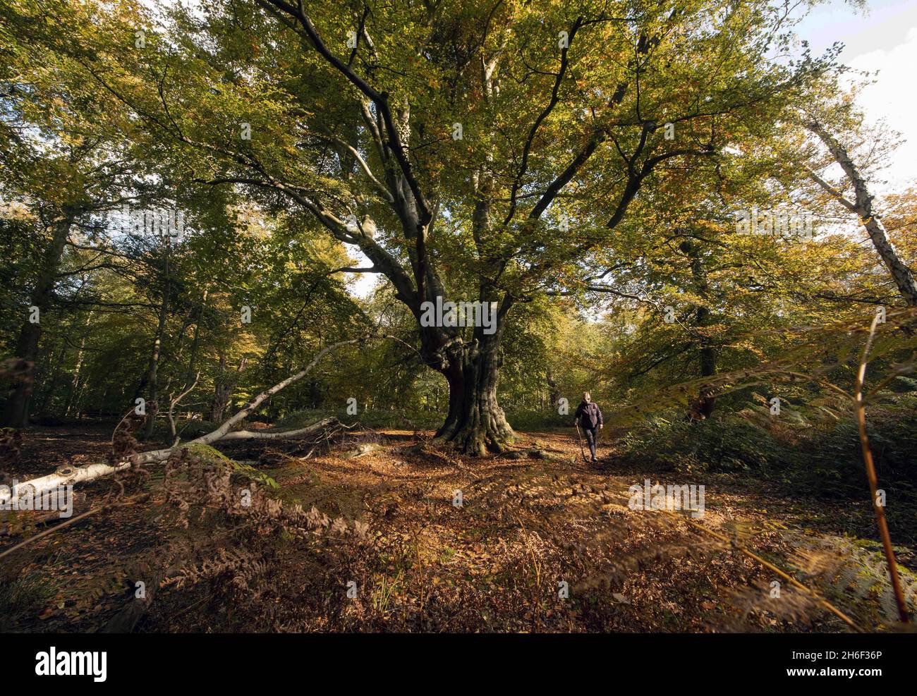 Autumn colours in the sunshine at High Beech, Epping Forest Stock Photo ...