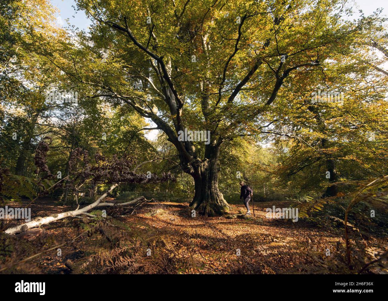 Autumn colours in the sunshine at High Beech, Epping Forest Stock Photo ...