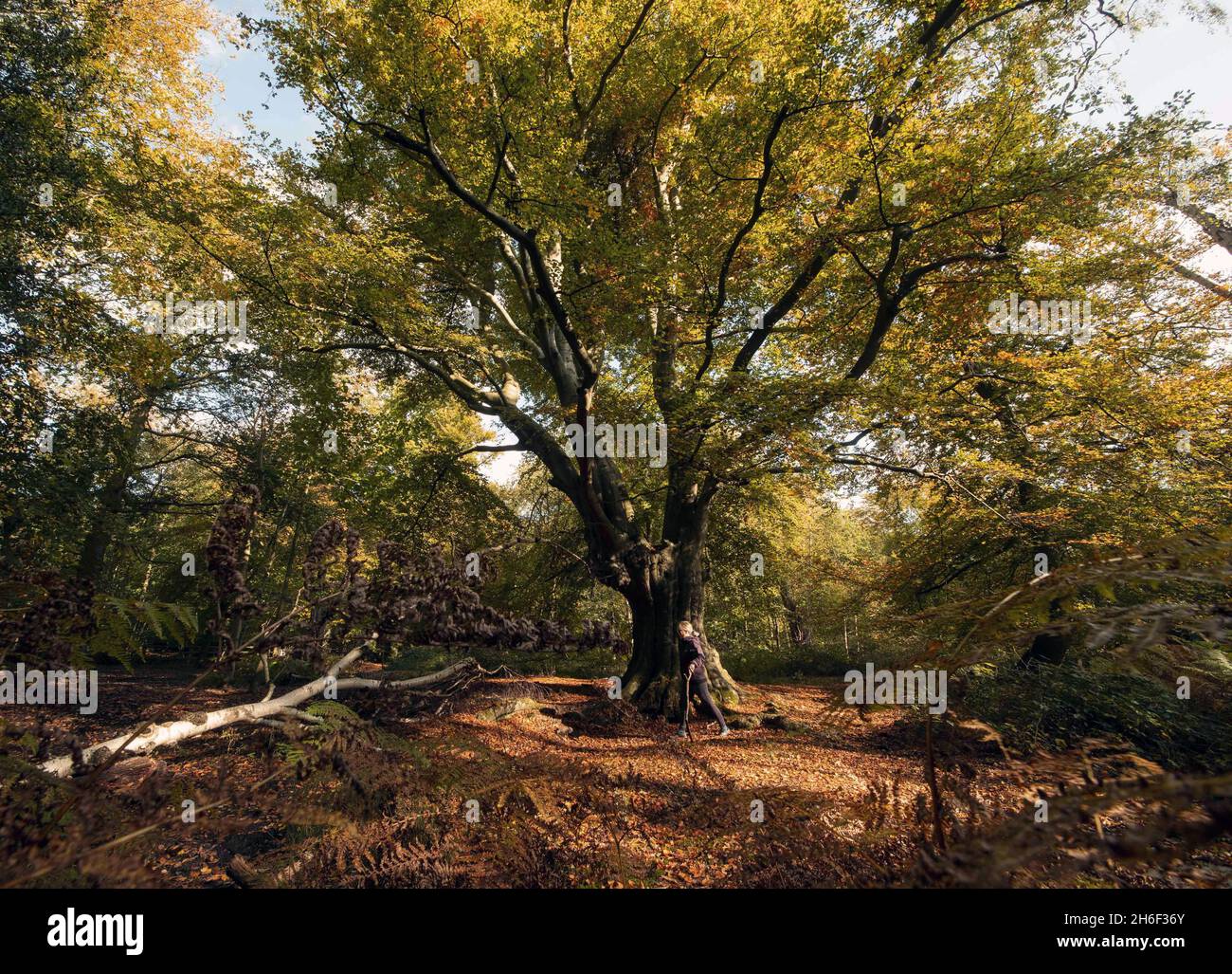 High beech epping hi-res stock photography and images - Alamy