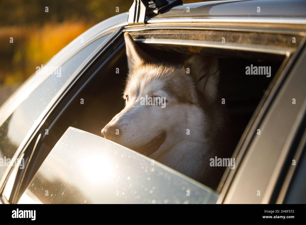 Husky dog looks out of the car window Stock Photo - Alamy