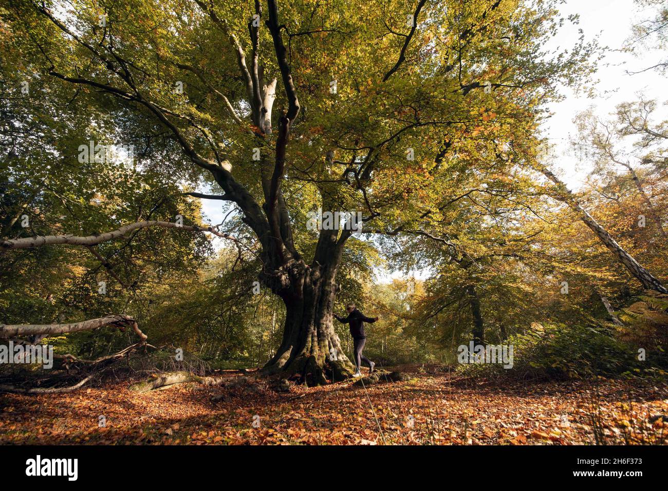 Autumn colours in the sunshine at High Beech, Epping Forest Stock Photo ...