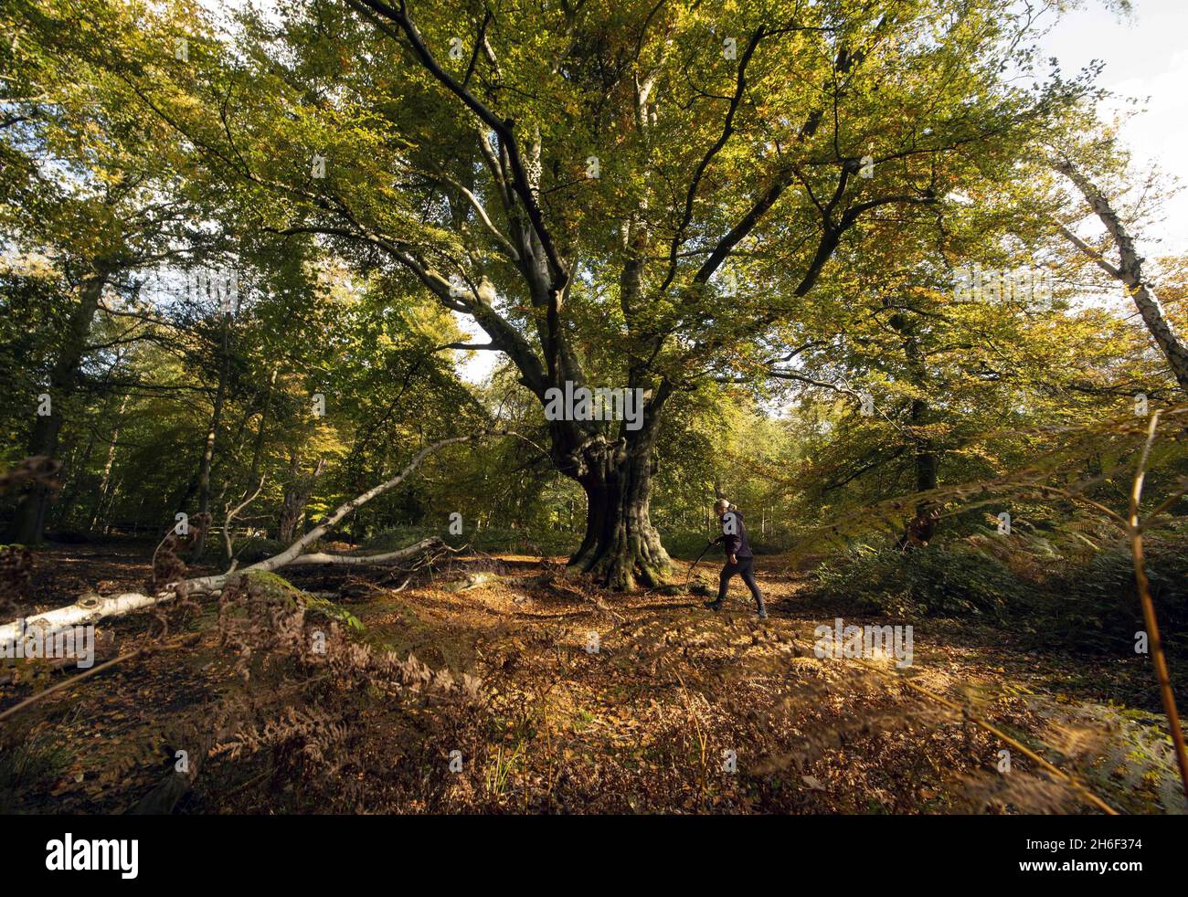 Autumn colours in the sunshine at High Beech, Epping Forest Stock Photo ...