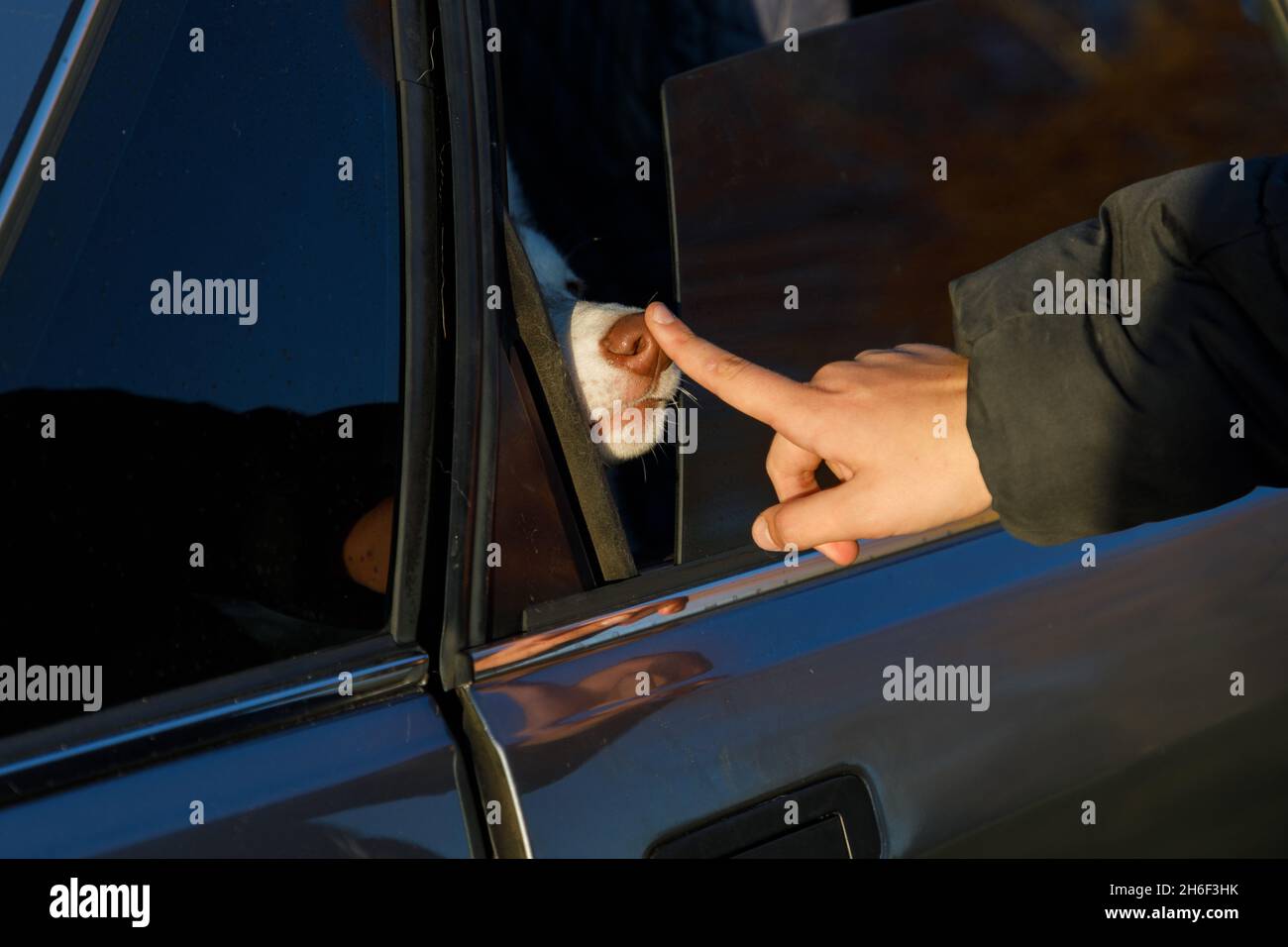 Man stroking husky dog's nose sticking out of a car window Stock Photo ...