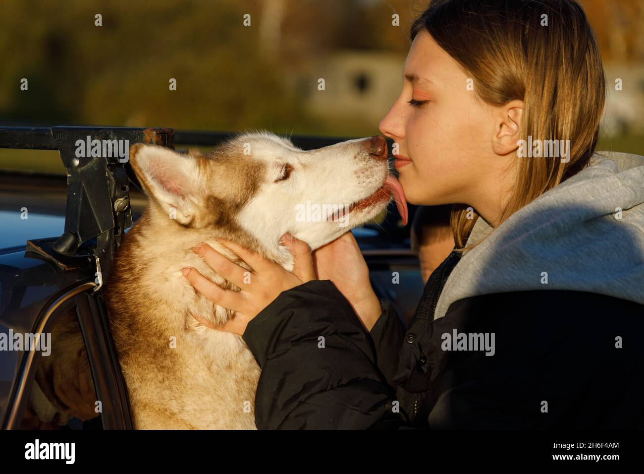 Young girl kisses a husky dog that looks out of the car window Stock ...