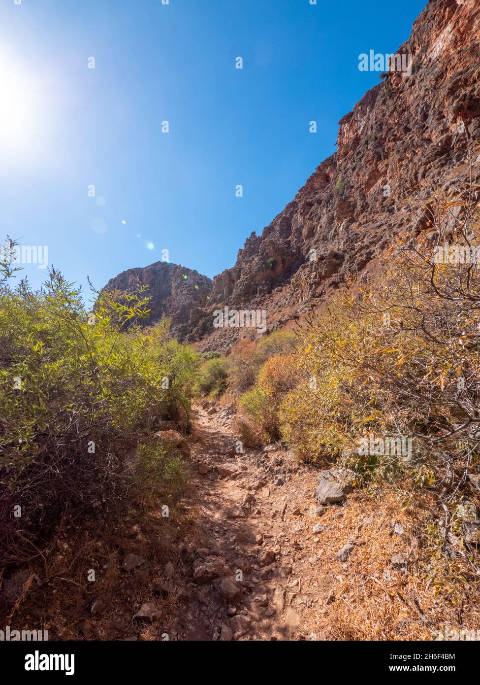 Wadi, Dry Gorge with some plants and trees Stock Photo - Alamy