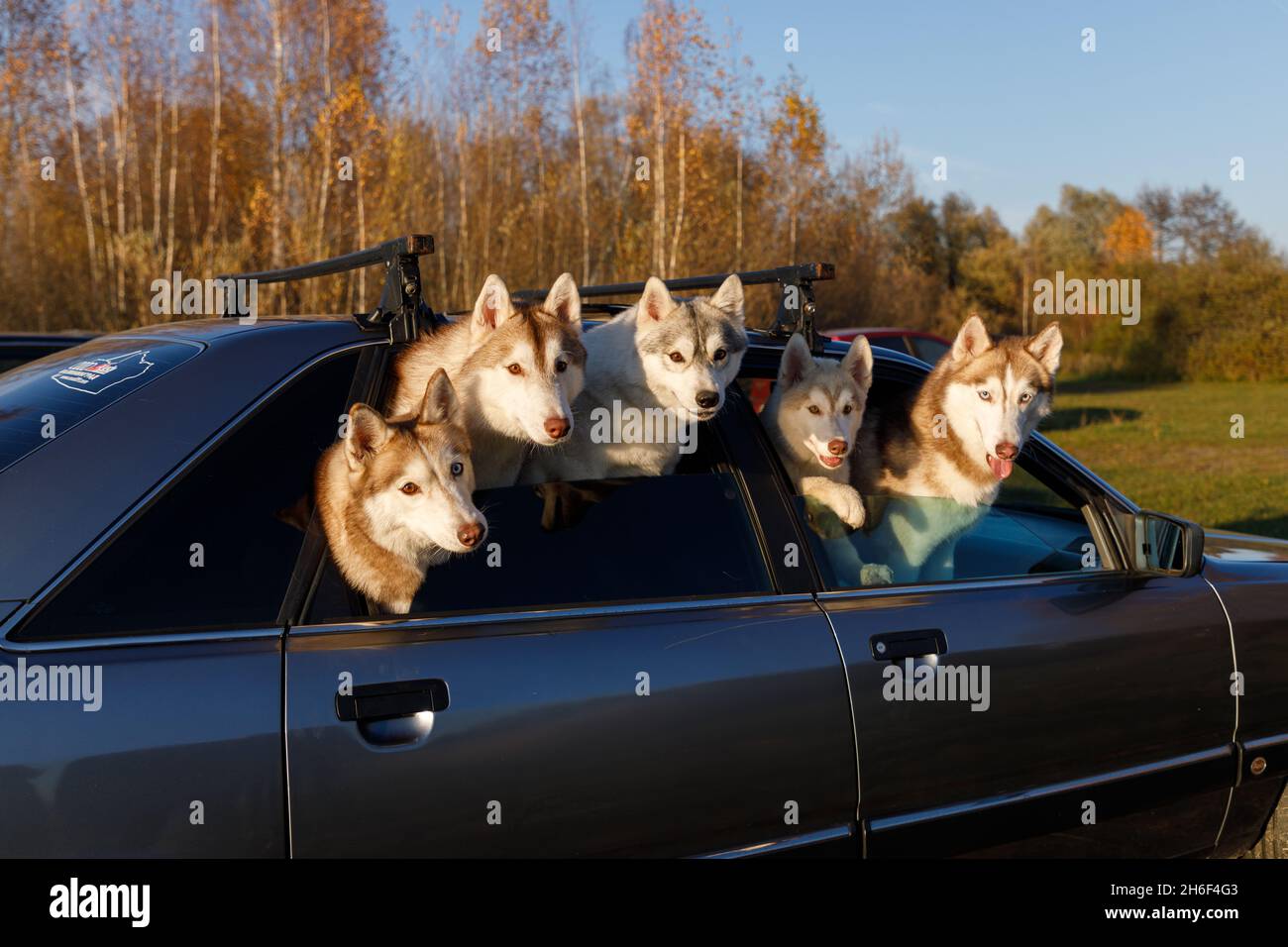 Group of husky dogs peeking out of car windows Stock Photo - Alamy