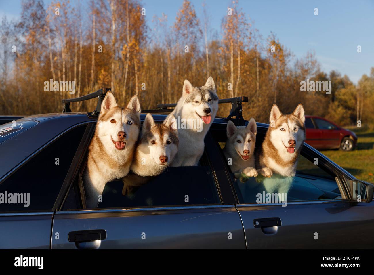 Group of husky dogs peeking out of car windows Stock Photo - Alamy
