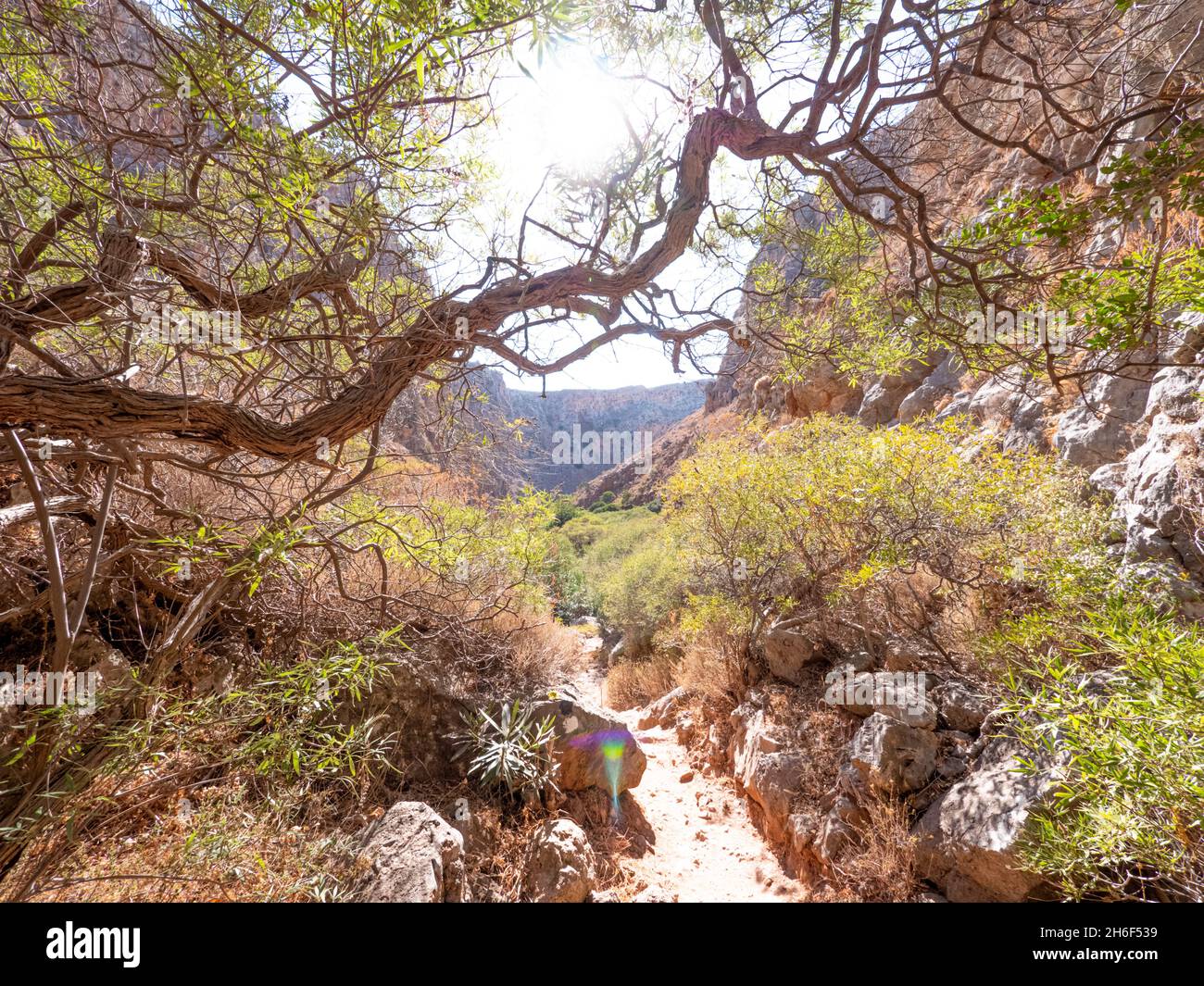 Wadi, Dry Gorge with some plants and trees Stock Photo - Alamy