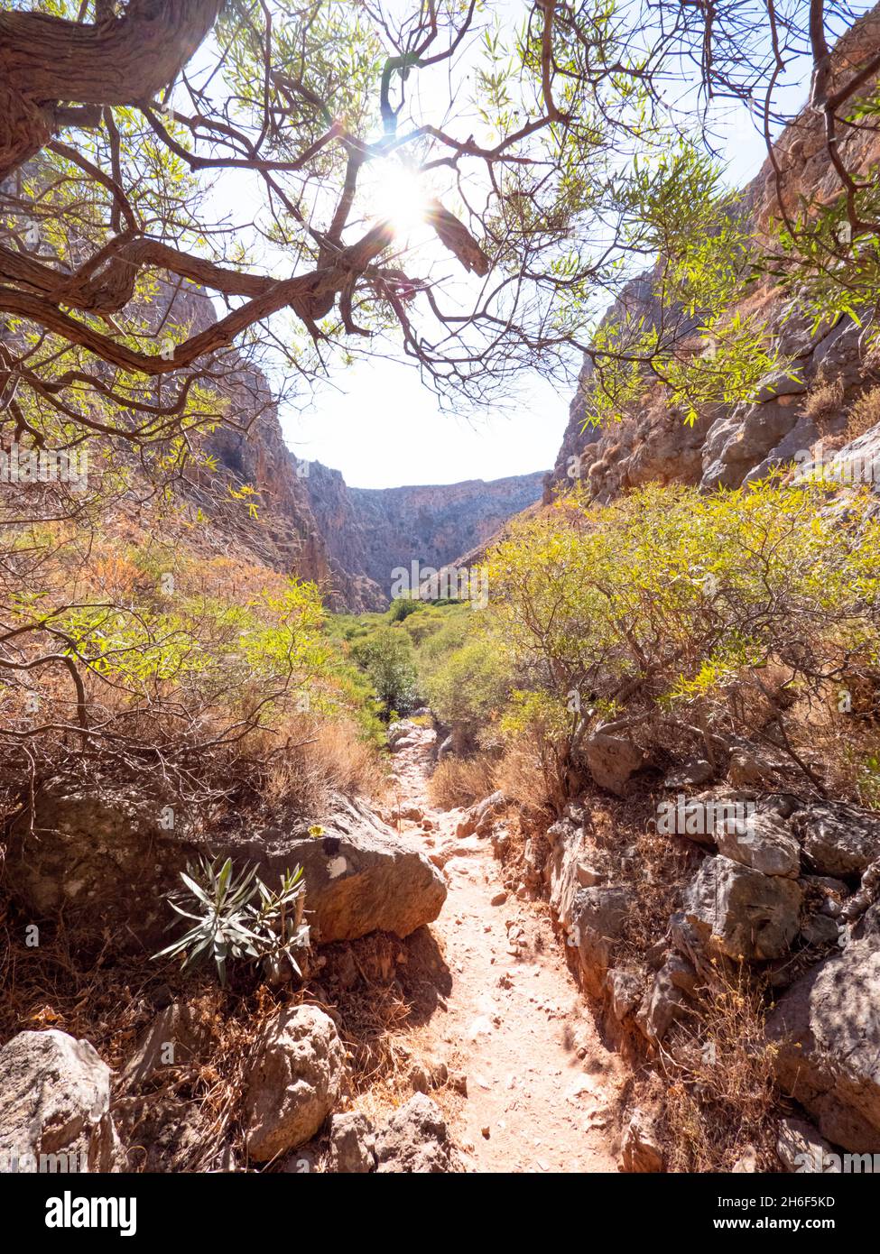Wadi, Dry Gorge with some plants and trees Stock Photo - Alamy