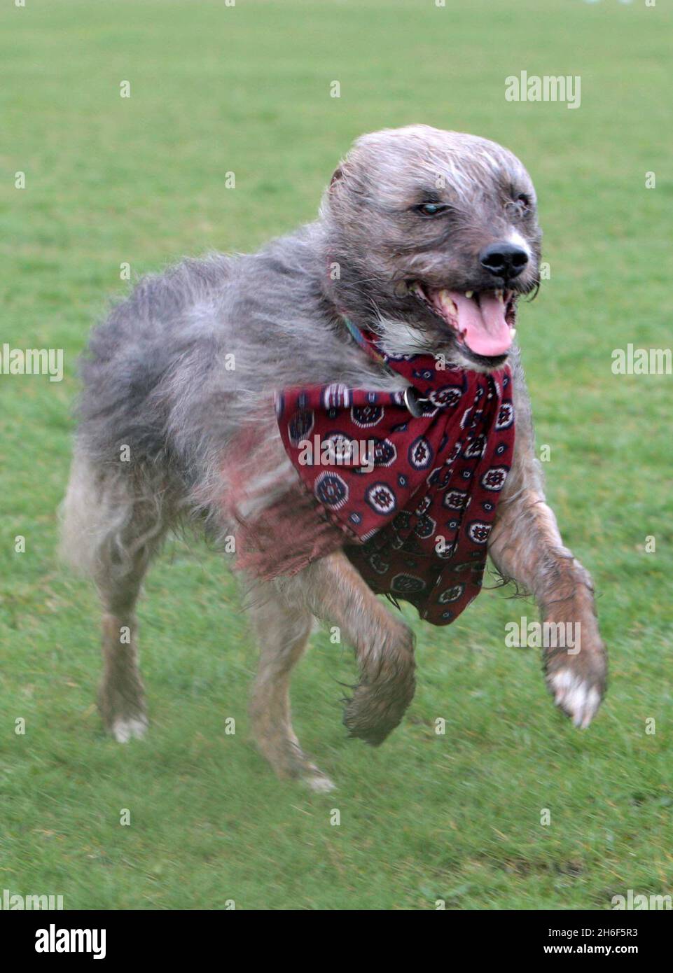 Windswept ears hi-res stock photography and images - Alamy