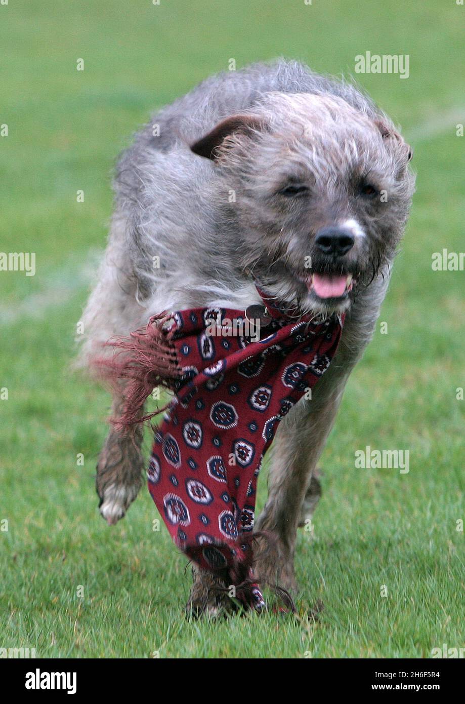 A windswept dog enjoys the wind and rain in East London this afternoon ...