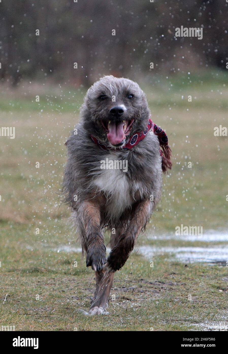 A windswept dog enjoys the wind and rain in East London this afternoon ...