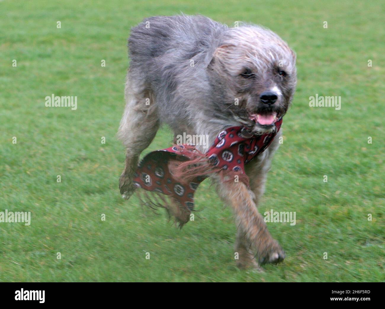 A windswept dog enjoys the wind and rain in East London this afternoon ...