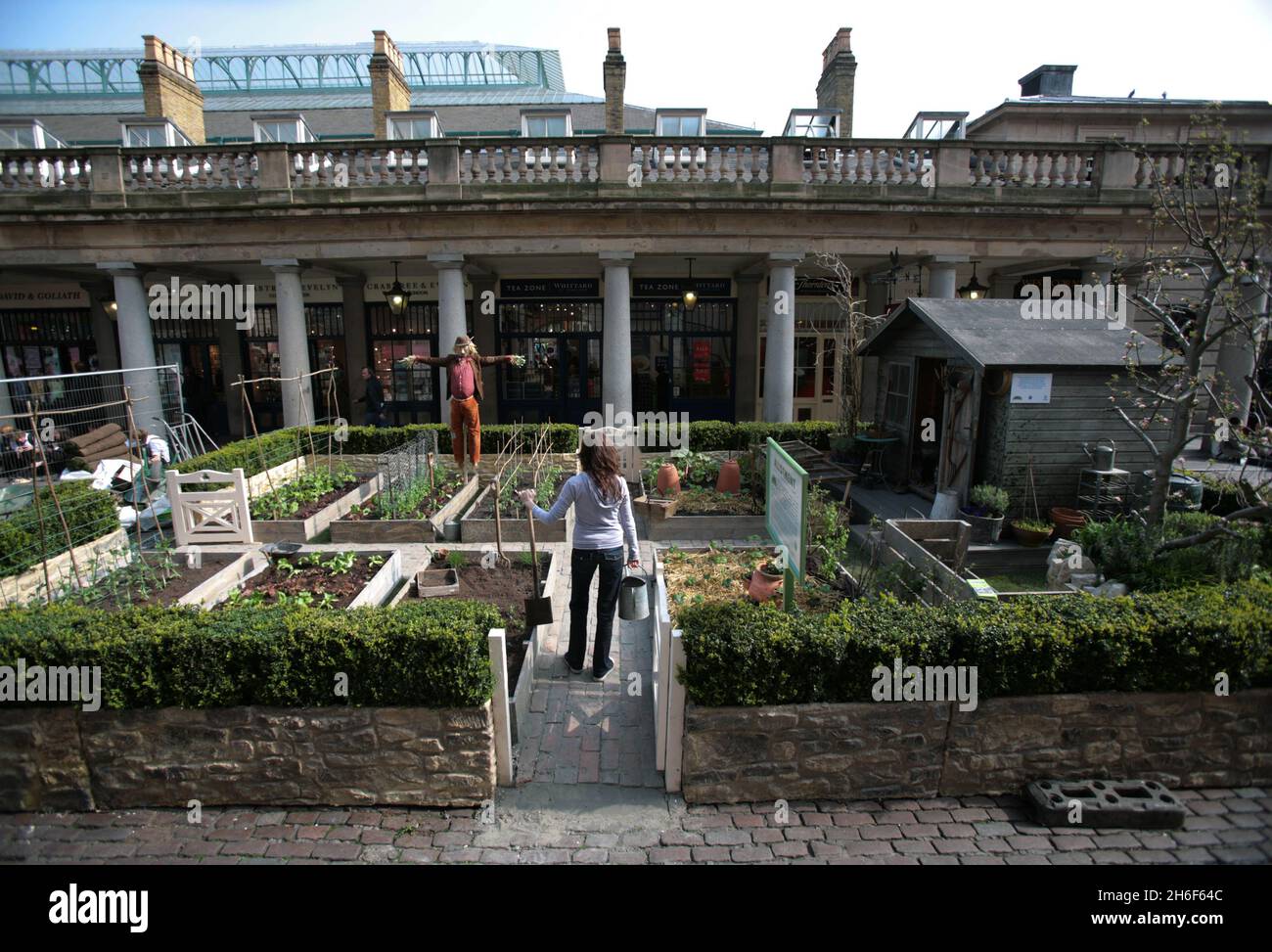 A gardener tends to her lot at the Covent Garden London allotments ...