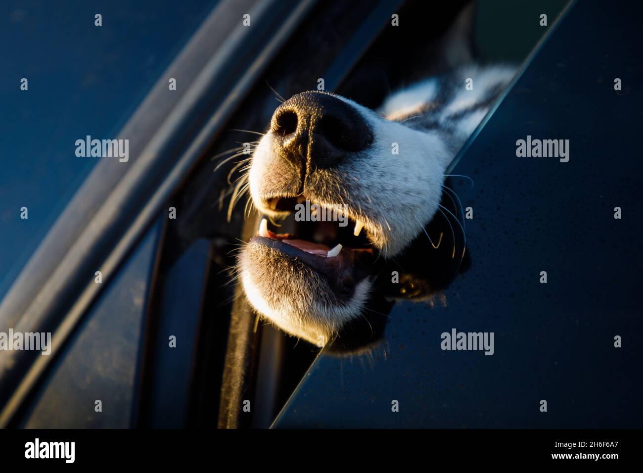 Husky dog's nose sticking out of the car window Stock Photo - Alamy