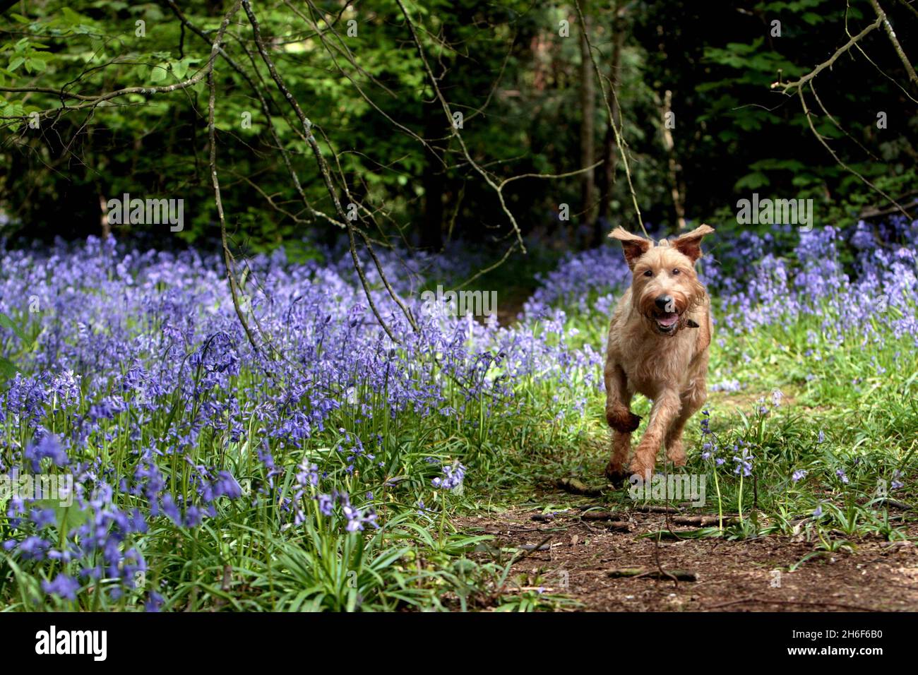 Bluebells in Wanstead Park, East London. The hot weather is set to ...