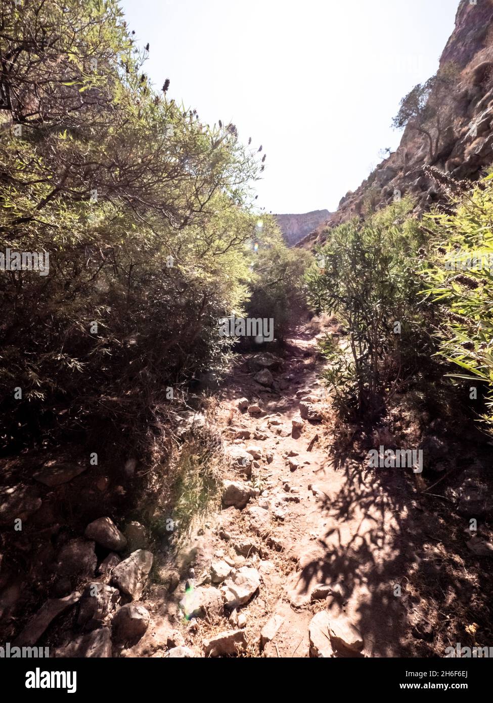 Wadi, Dry Gorge with some plants and trees Stock Photo - Alamy