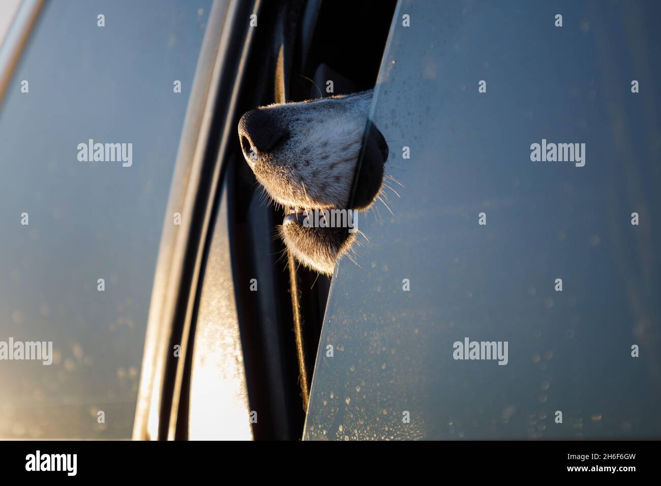 Husky dog's nose sticking out of the car window Stock Photo - Alamy