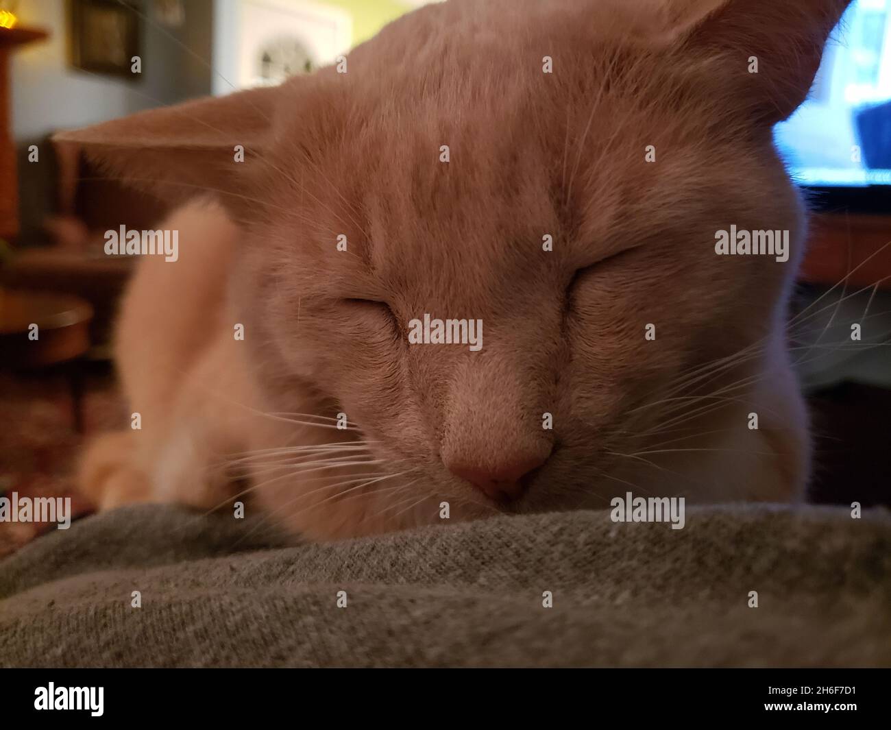 Cream Tabby Cat Sitting on a Lap of a Person Stock Photo - Alamy