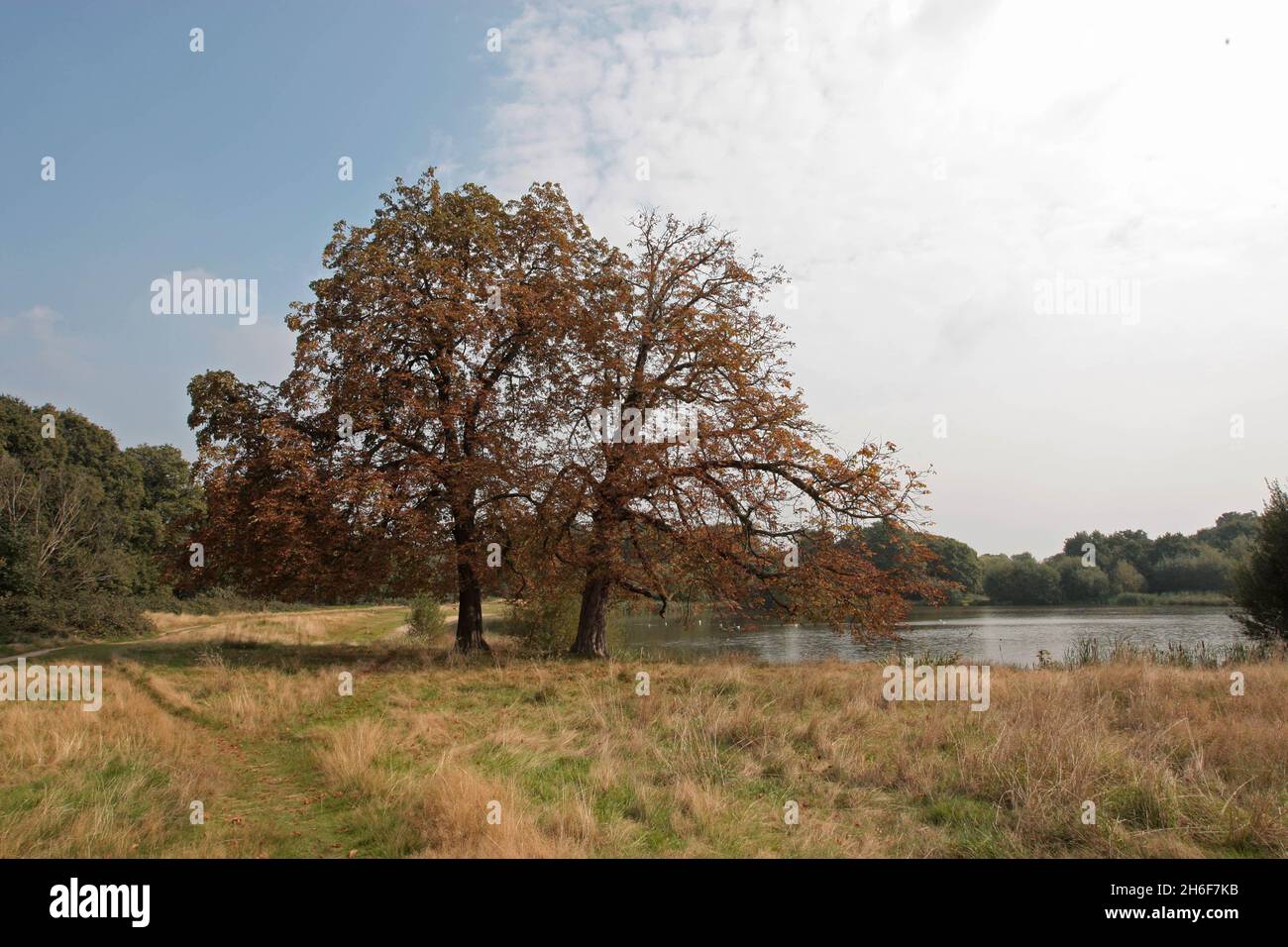 October is the month when Horse Chestnut trees usually produce their ...