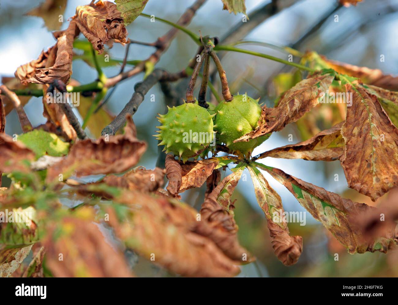 October is the month when Horse Chestnut trees usually produce their ...